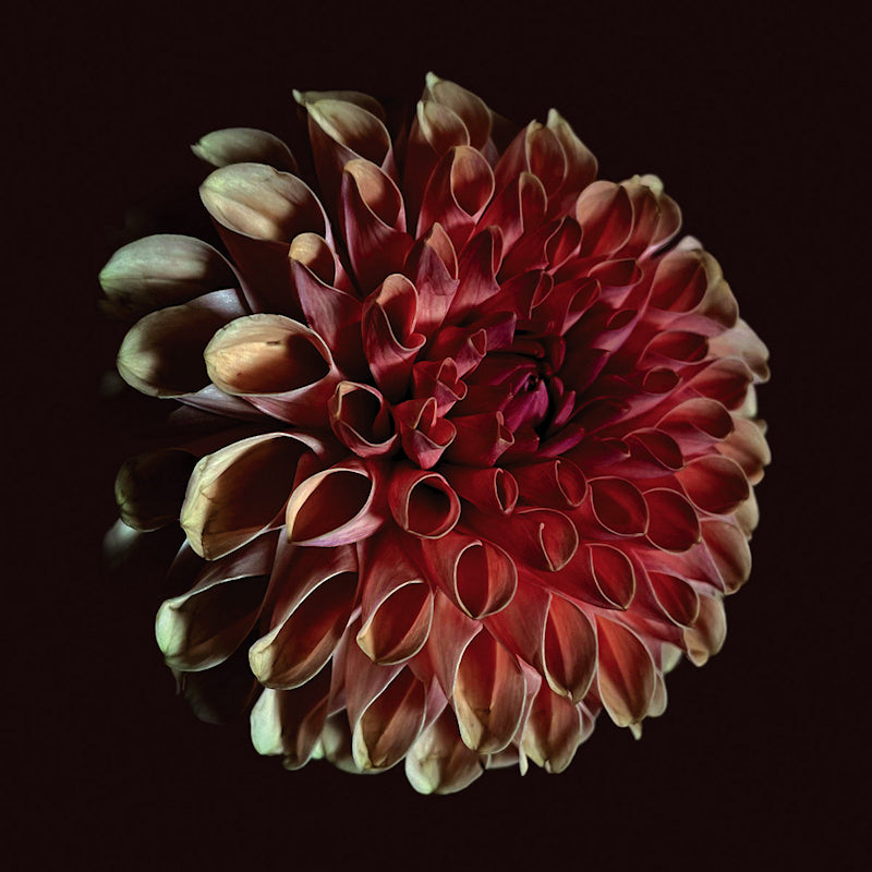 Jessica Moss - Unfolding (LP) | Discords.nl